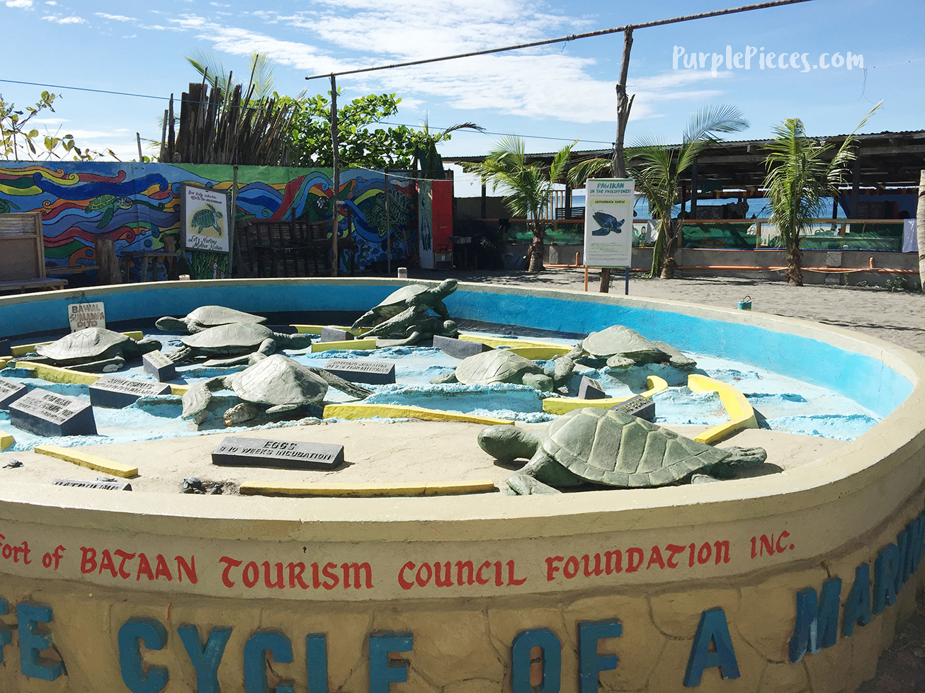 Save the Sea Turtles Year 3 (Pawikan Conservation Center)