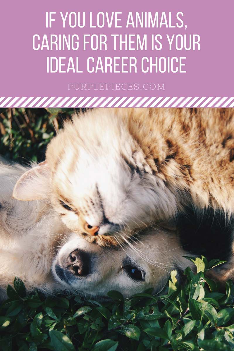 If You Love Animals, Caring For Them Is Your Ideal Career Choice